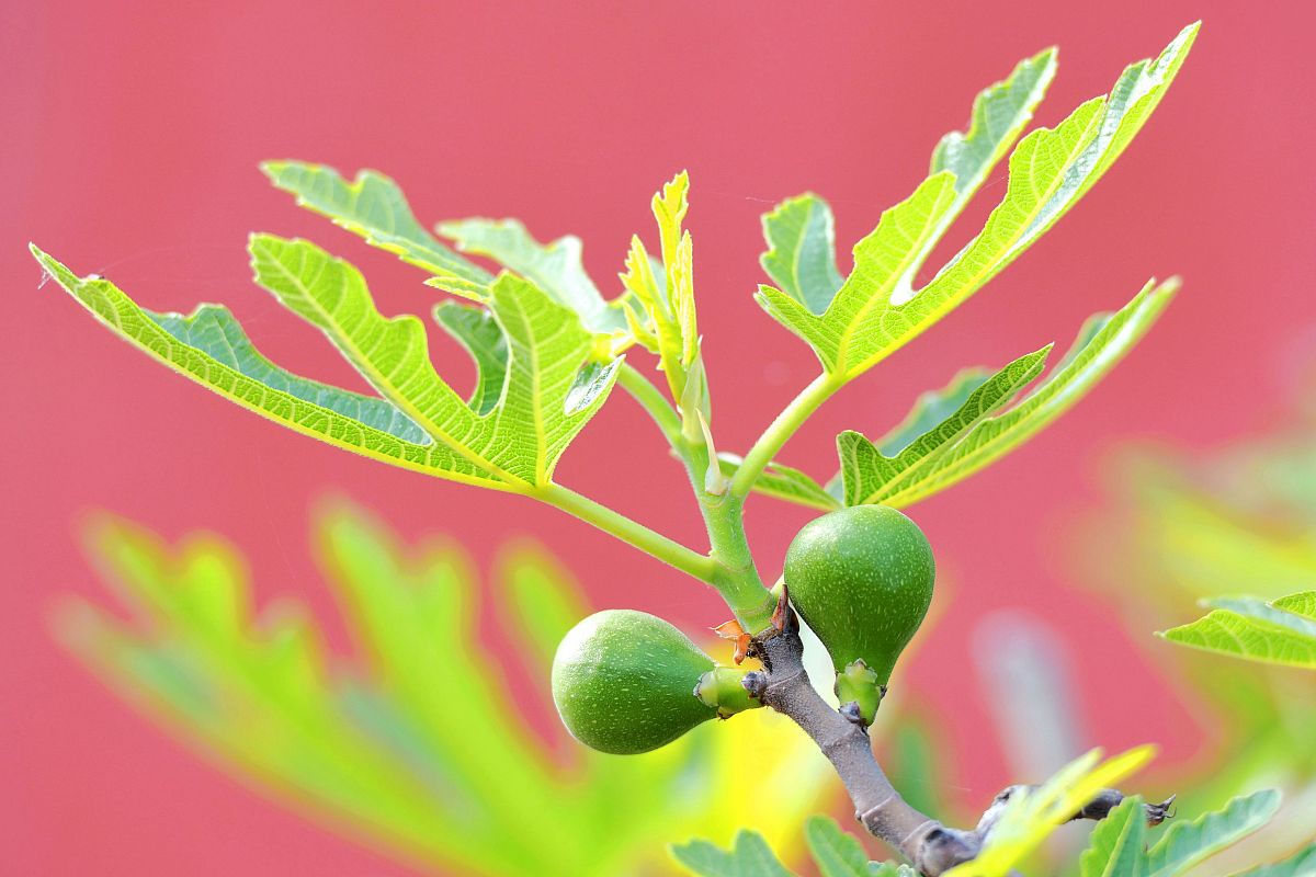 Raise figs in August, do 4 things well, the fruits will ripen early ...
