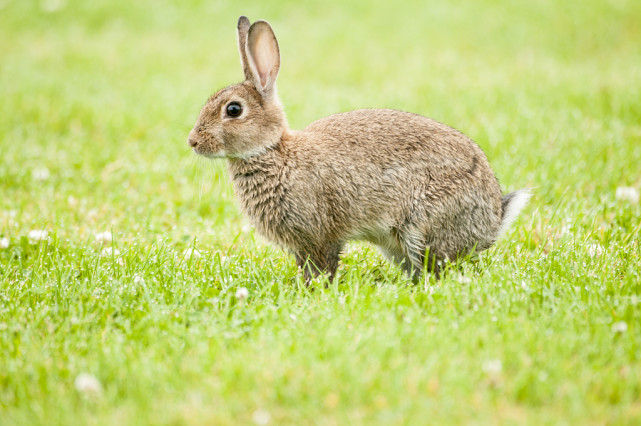 Raising rabbit knowledge: how much does it cost to go to the hospital ...