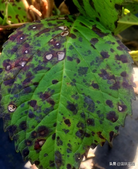 The brown spots on the leaves of hydrangea, is it sunburn or disease ...