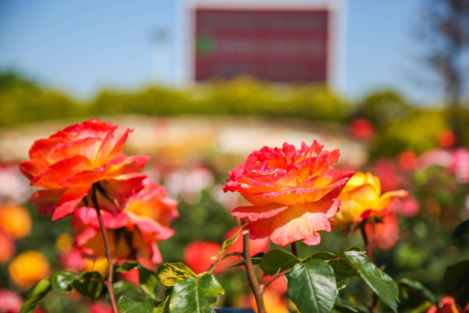The flowers bloom in colorful colors and the fragrance fills the city ...