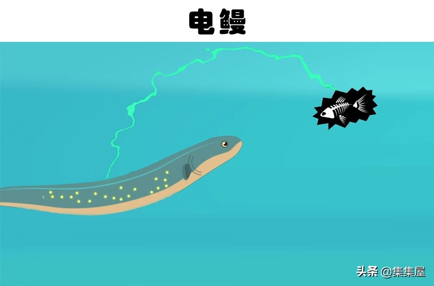 Strange discoveries in the Amazon: 10 strange creatures discovered in the Amazon over the years ...