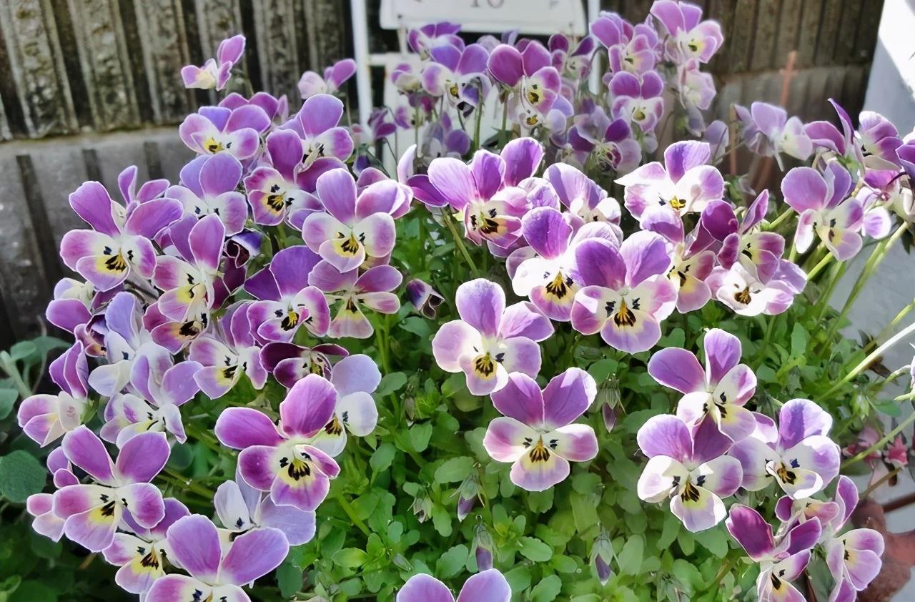 Picturesque little rabbit horned pansy, frilly horned pansy - iNEWS