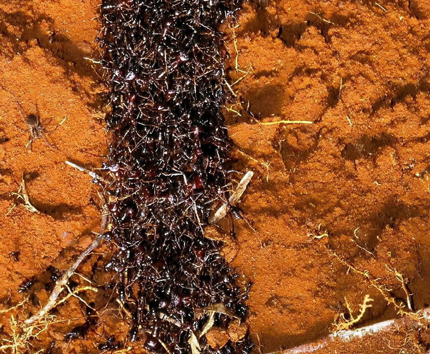 Is it true or legend, man-eating ants look scared - iNEWS