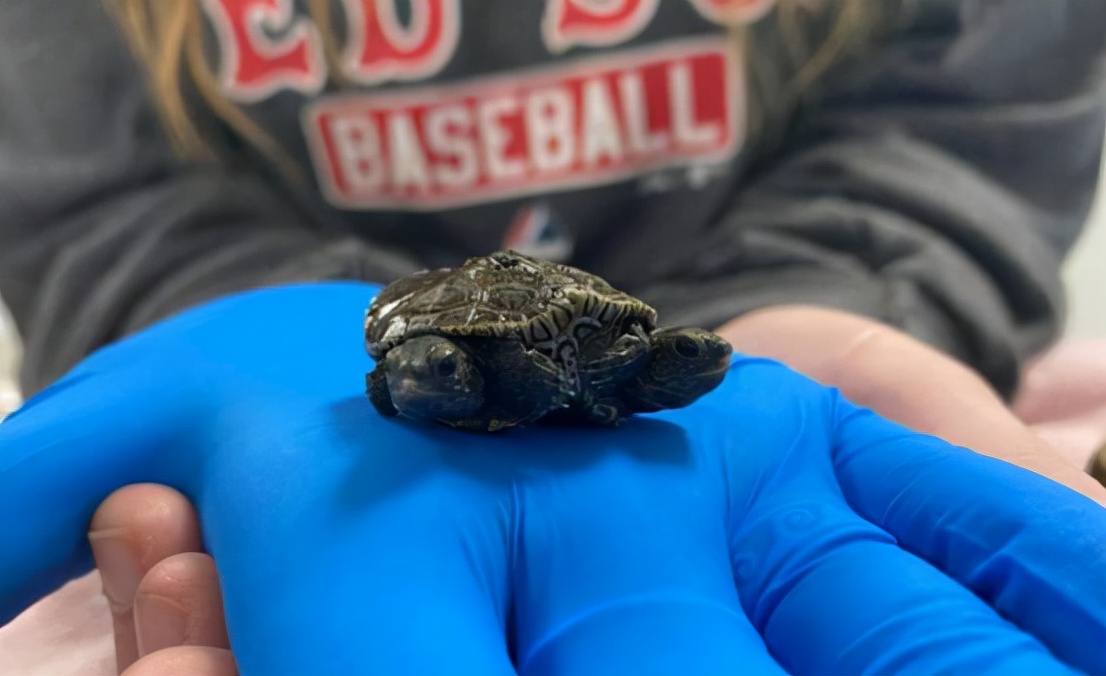 The United States has discovered a six-legged two-headed turtle, which ...