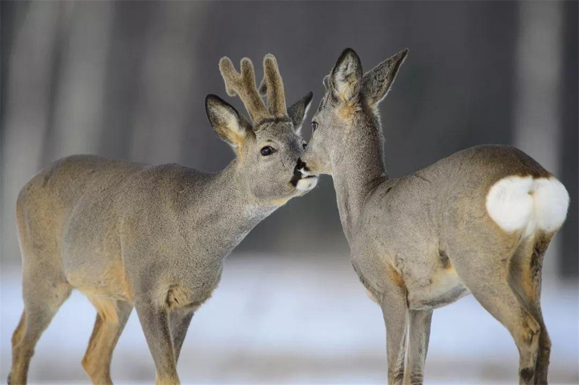 How stupid is a silly roe deer?Stupid enough that it is not extinct, is ...