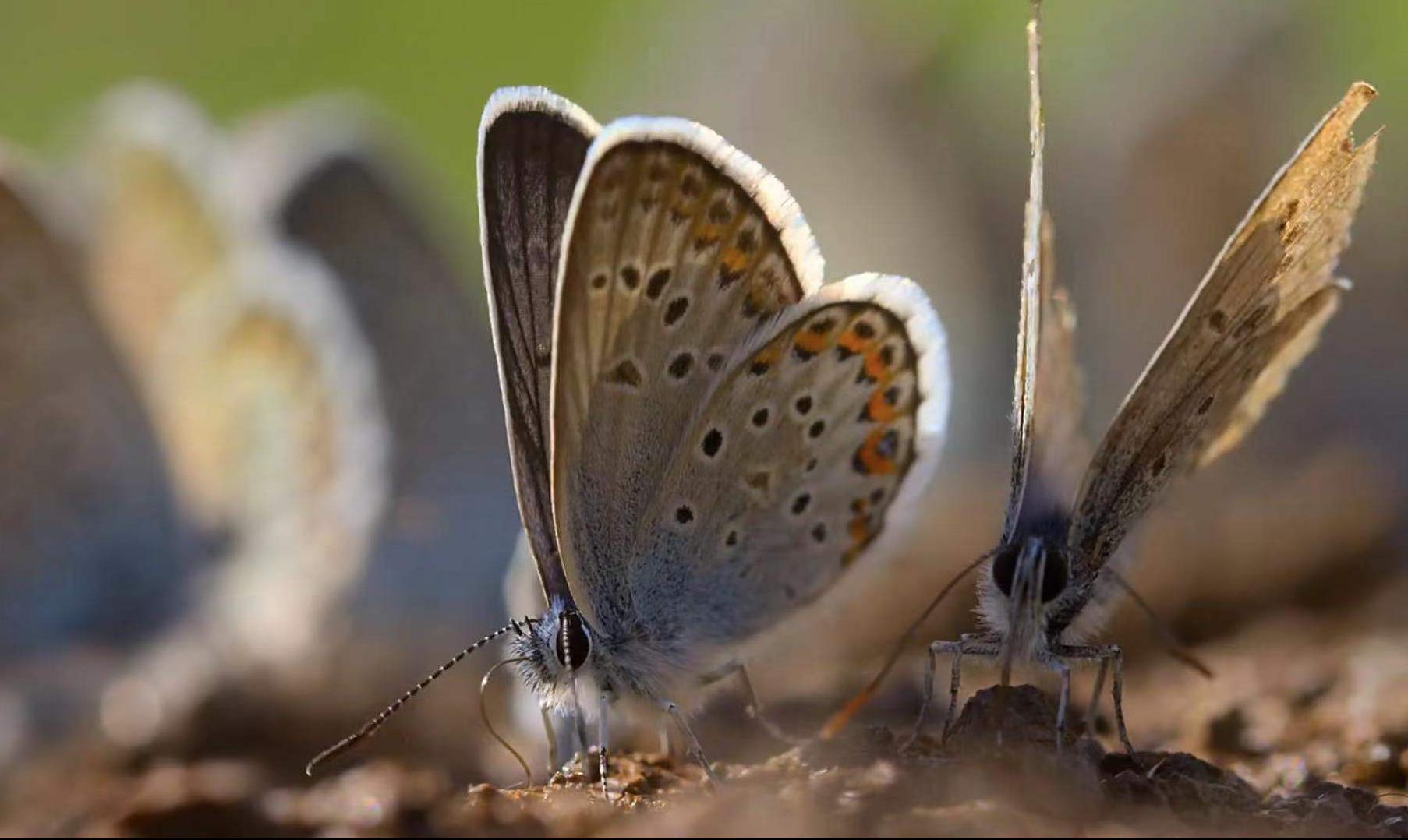 The blue butterfly larvae disguised as queens to enslave the ants, but ...