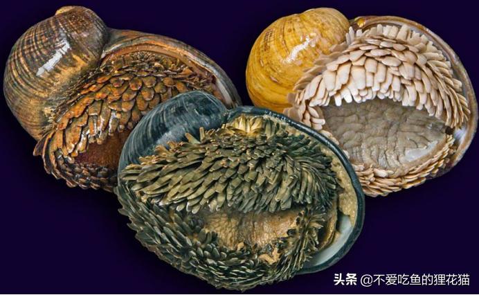 A back shell impenetrable by bullets, from the hardest sea snail at the ...