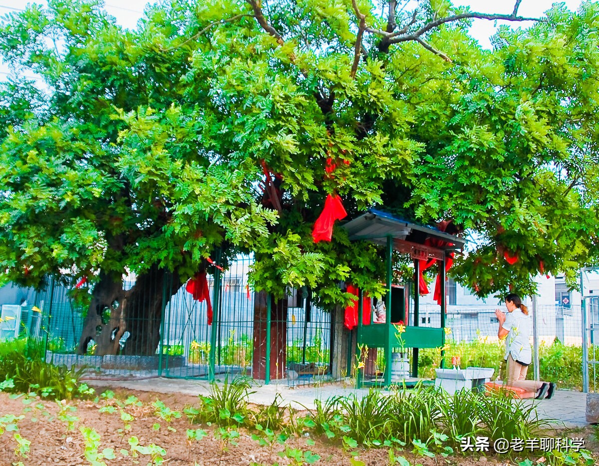 Crazy acacia: PK 3000-year-old Chinese acacia, can it come from behind ...