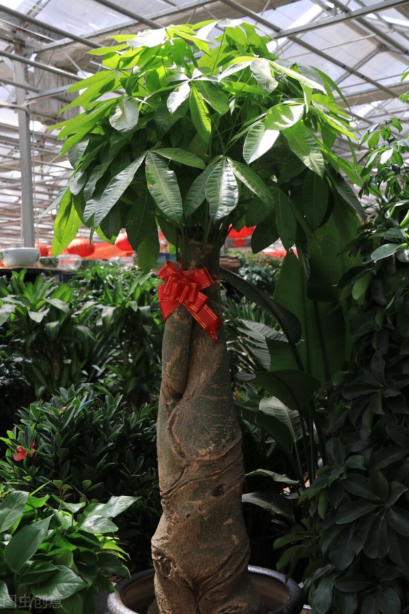 What does the rural saying, "Plant five trees in your home, let your ...