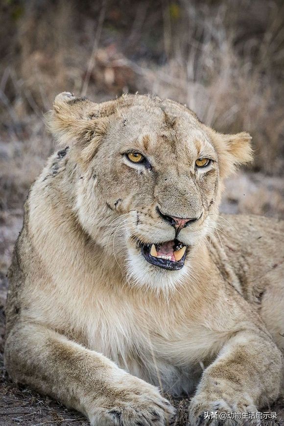 Matt Mohigan Lion: Hunting a bison but breaking his leg, struggling to ...