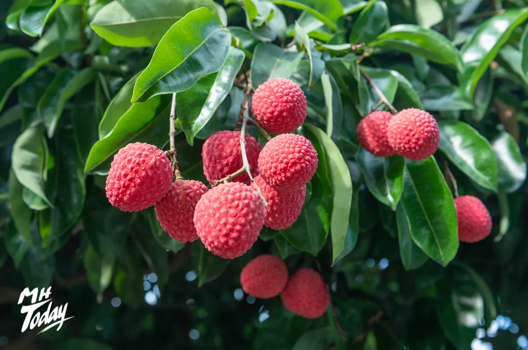 There is a taste of summer, called lychee!Mianhu foodie, how many ...