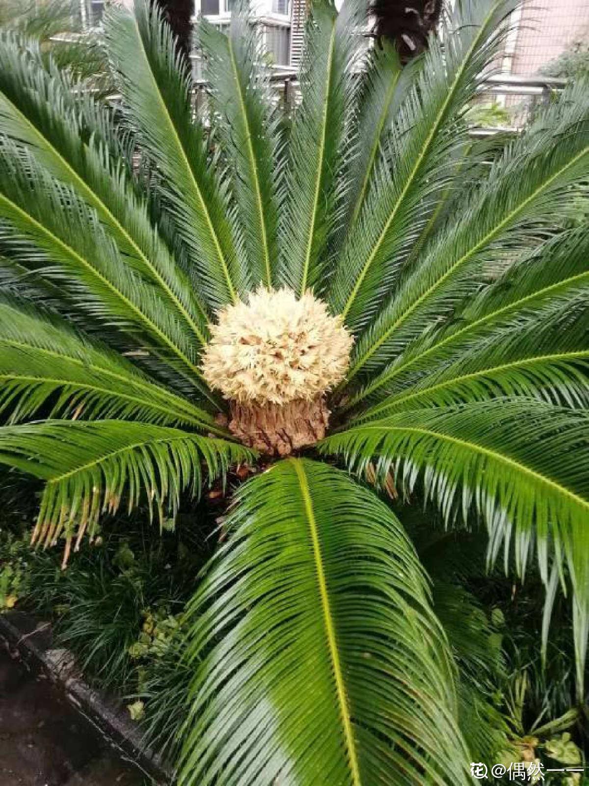 Is the iron tree blooming just an idiom?No, iron trees can really bloom ...