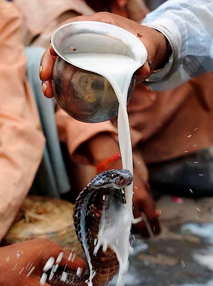 Indian woman encounters a poisonous snake and takes part in the ...