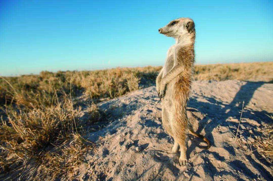 The overbearing meerkat queen, forbids sisters and daughters to ...