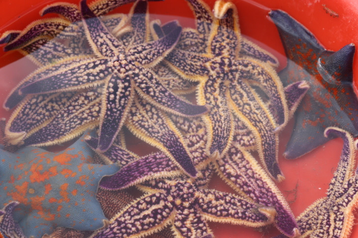 The most humiliating invasive species in history, came to China all the ...