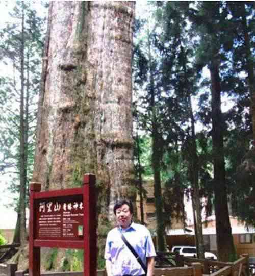 Ranking of the oldest existing trees in China - iNEWS
