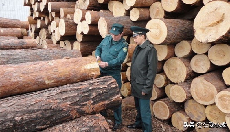 Russia will completely ban the export of round logs. Can Chinese lumber ...