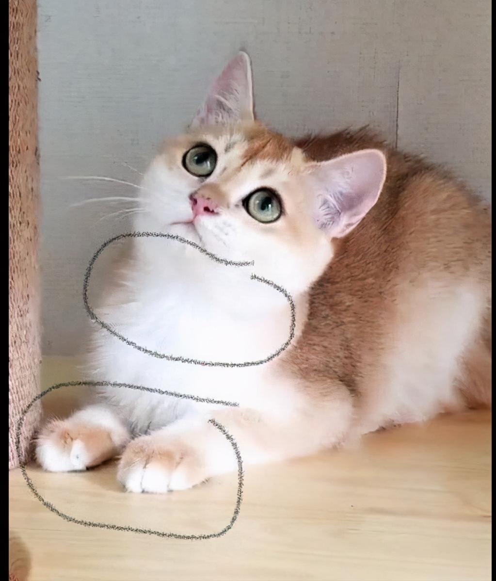 Detailed scientific explanation of the gold gradient cat color number ...