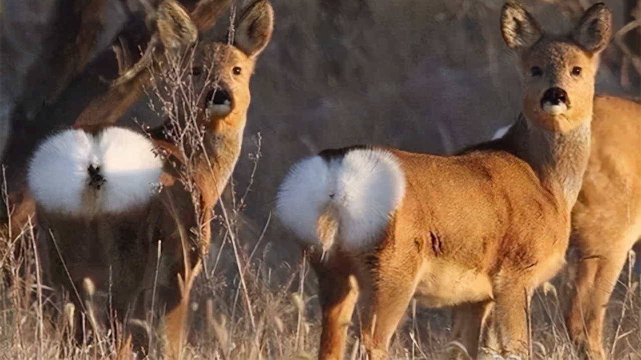 How stupid is a silly roe deer? Why are such silly animals not extinct ...