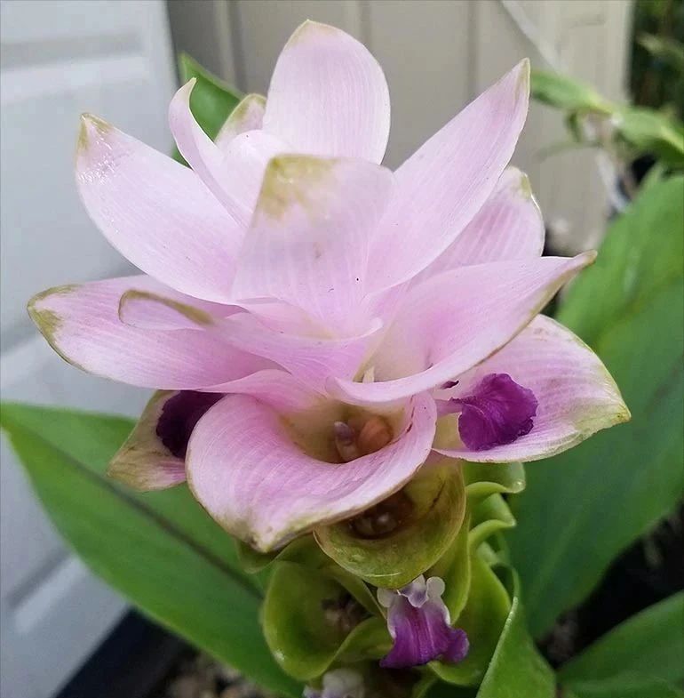 The tropical ginger lotus in the south has a long flowering period ...