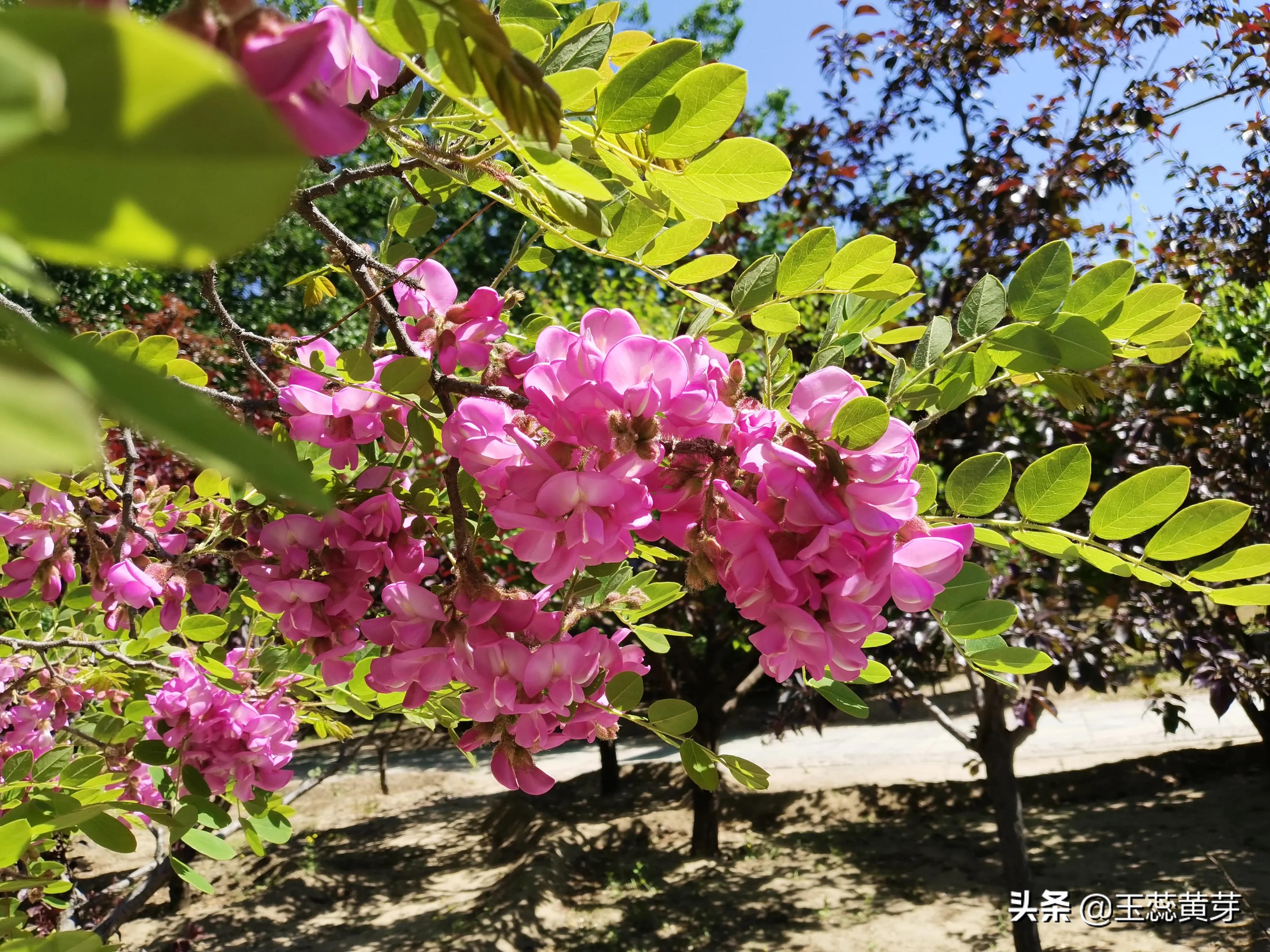Sophora japonica fragrance, continue to practice - iNEWS