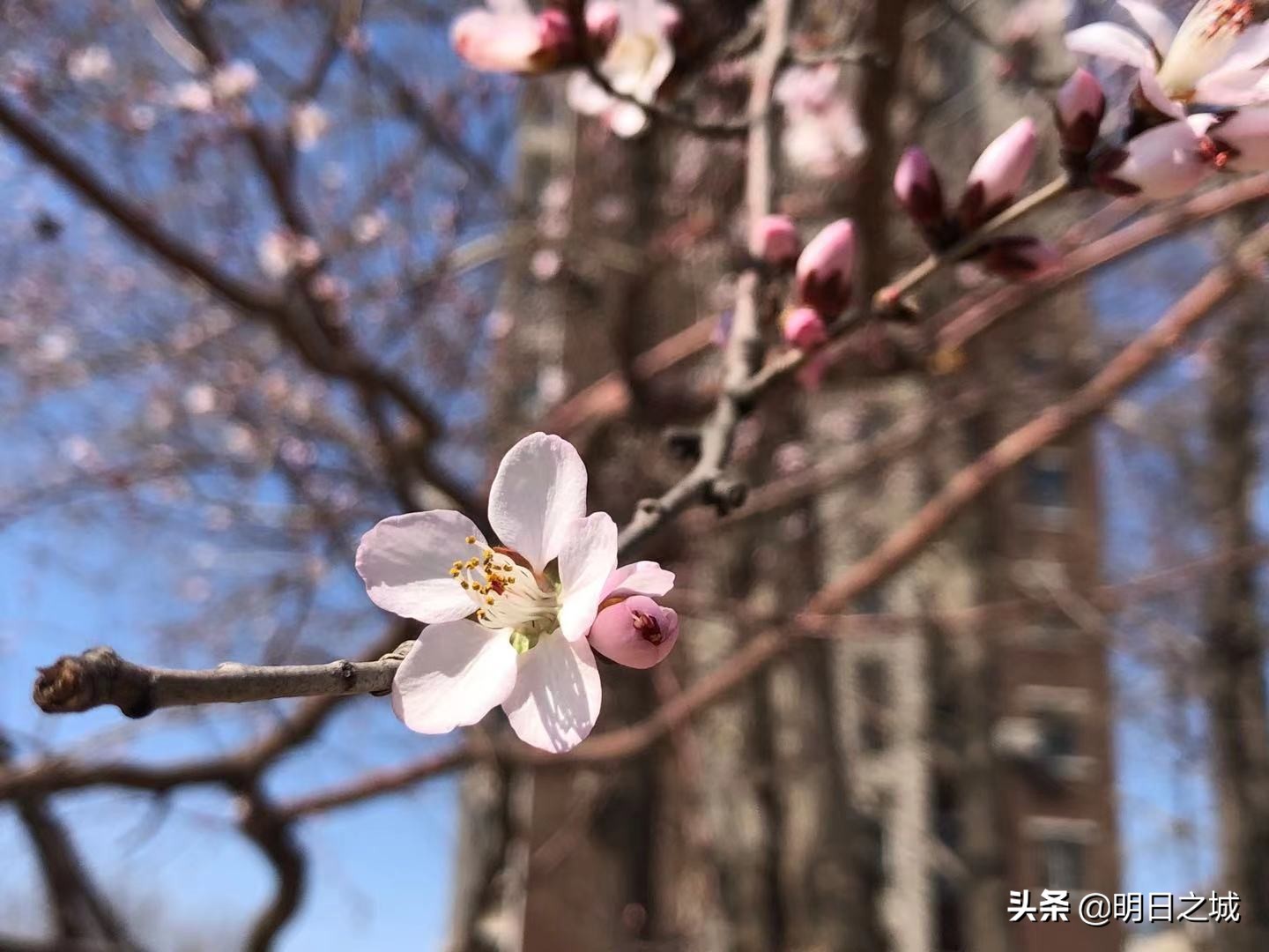 Look, we have forsythia, peach blossom, apricot blossom and pear ...