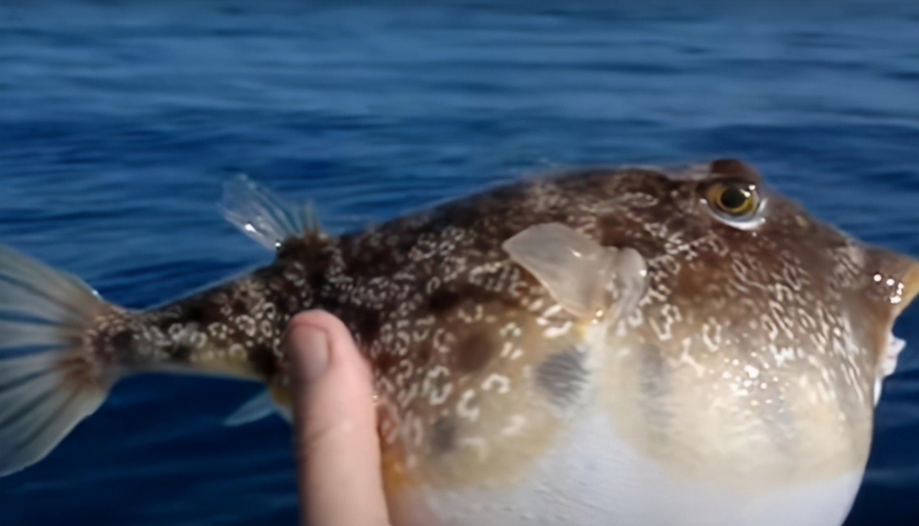 Will the balloon-like pufferfish explode if it is pierced with a needle ...