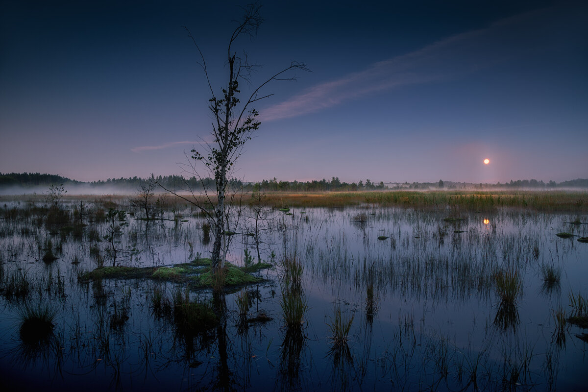 Russia's largest swamp, it turns out that there is such a beautiful ...