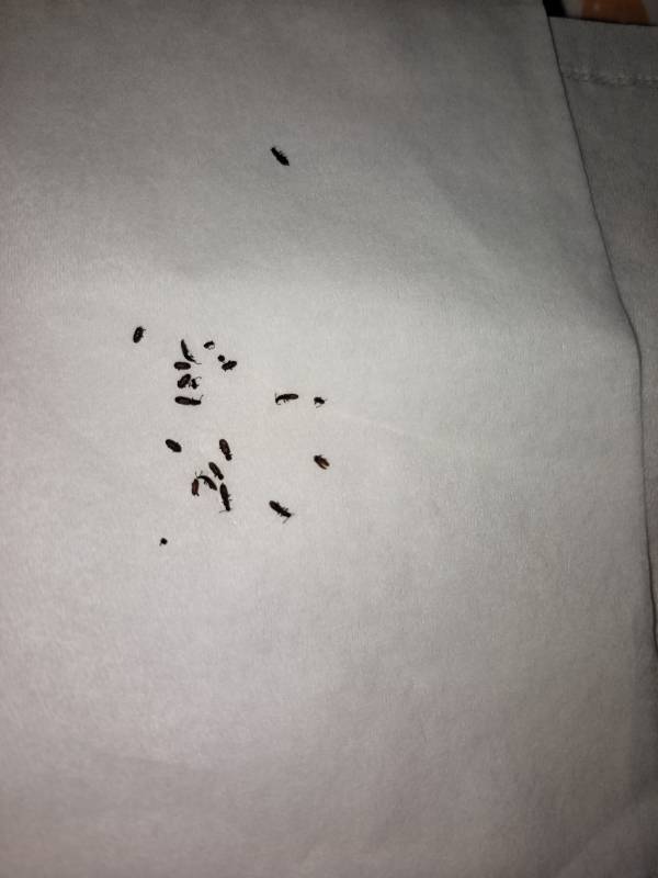 What should I do if there are bugs in the bathroom?Just use these 4 ...