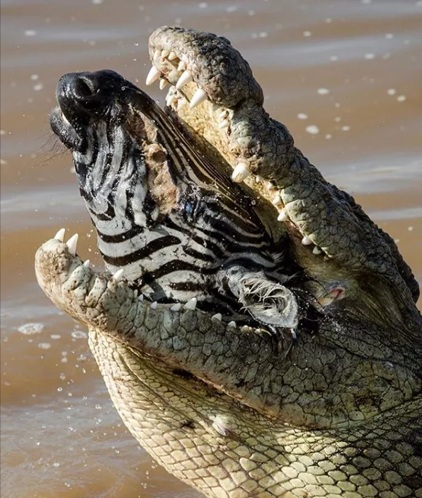 The animal's predation was tragically captured, and the animal world ...