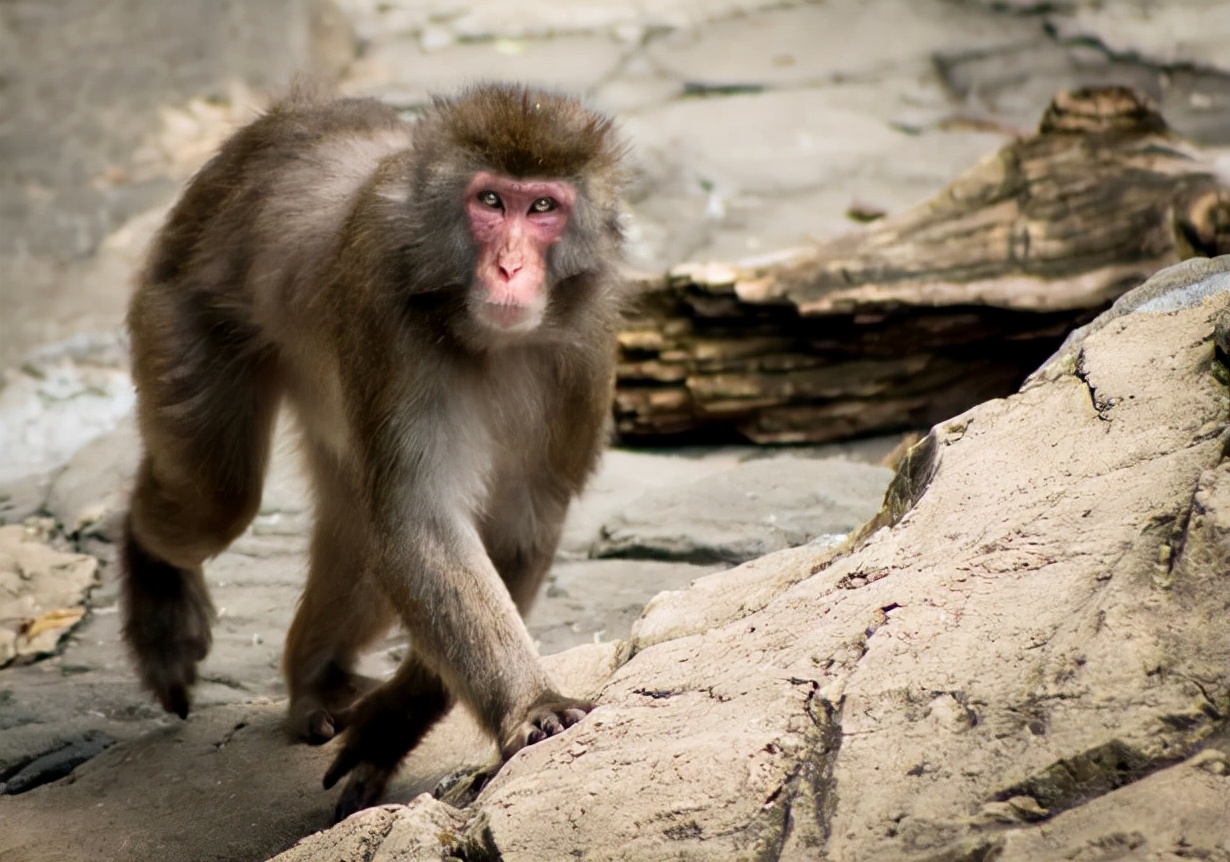 Manic monkeys attacked humans and caused panic in the region. Why do ...