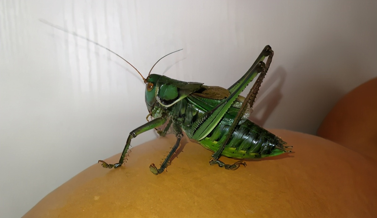 Does the grasshopper recognize people? Why does it hurt itself?How many ...