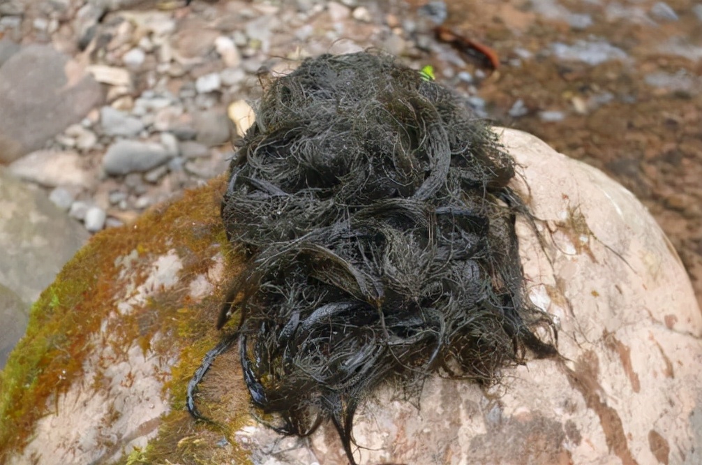 Facai: It is not a plant, and it is not endangered. Why is it listed as ...
