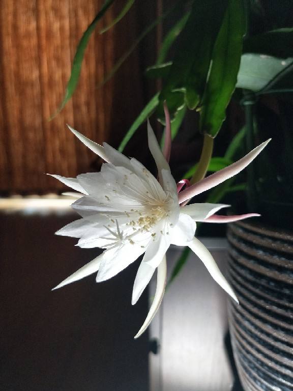 10 kinds of the most mysterious flowers, in the flower market, you can ...