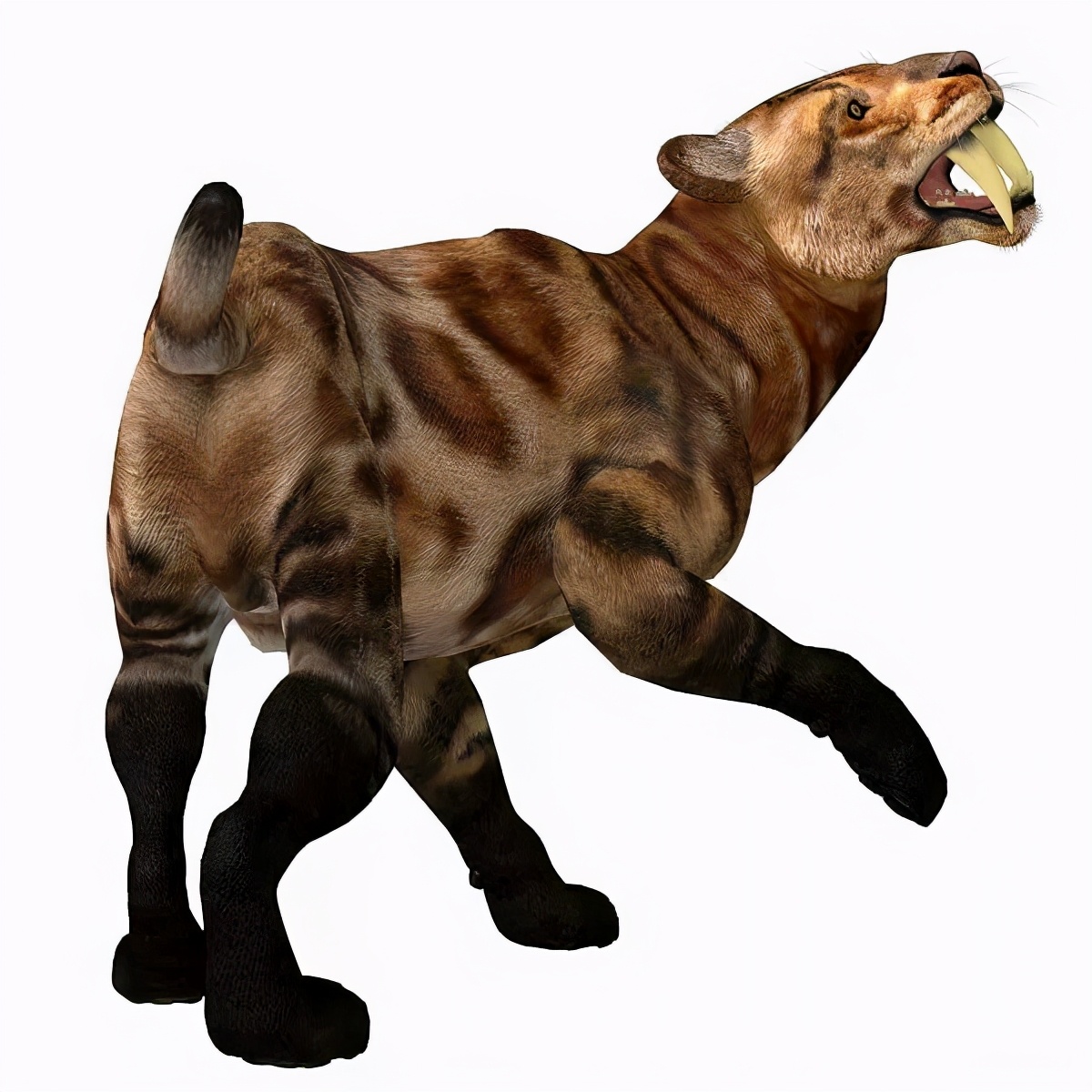 The saber-toothed tiger has 28 cm long teeth and its open mouth reaches ...