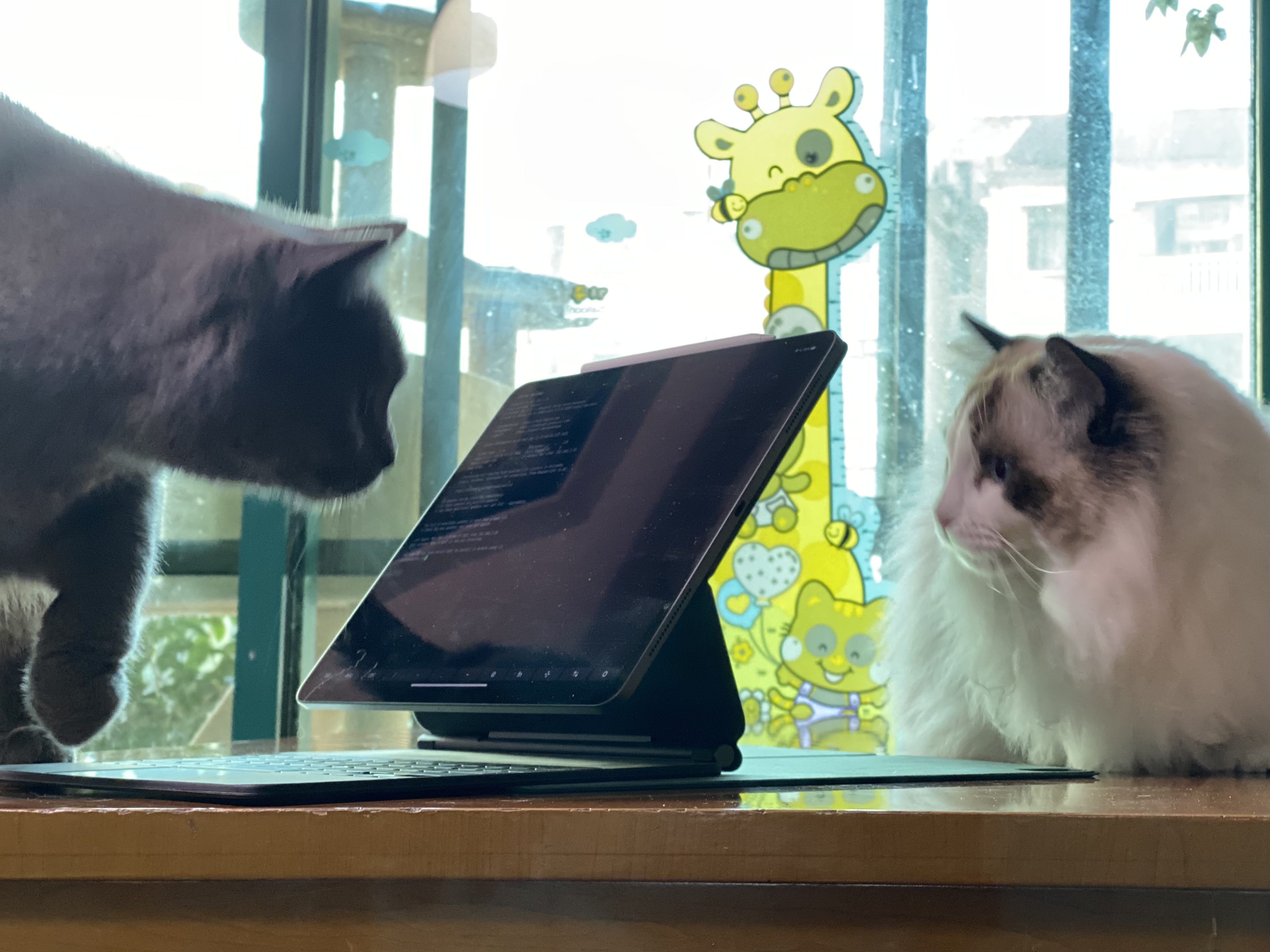 Share the most powerful terminal software Shelly on iPhone/iPad - iNEWS