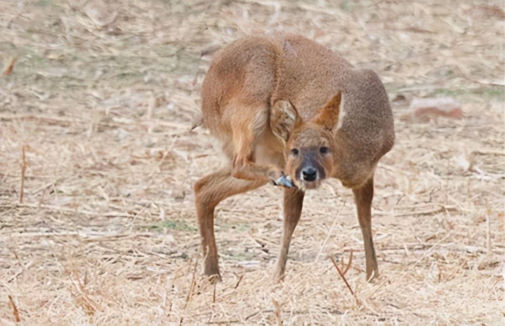 How stupid is a silly roe deer? Why are such silly animals not extinct ...