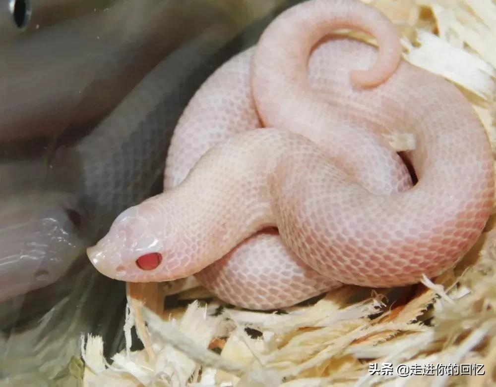 The charming little cutie in the snake world-the pig-nosed snake, the ...