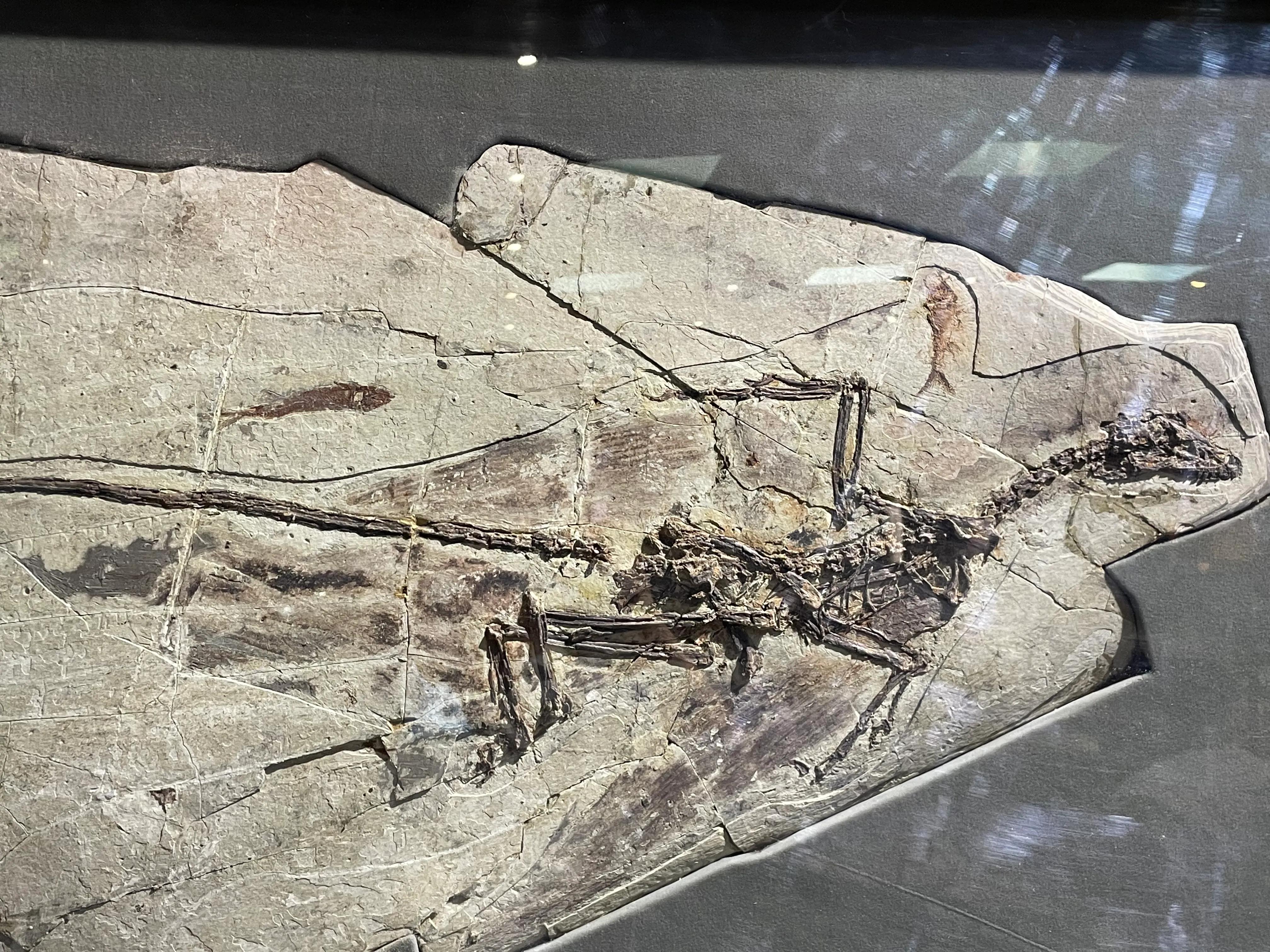 "Fossils": Exploring the history of Mesozoic life on Earth - iNEWS