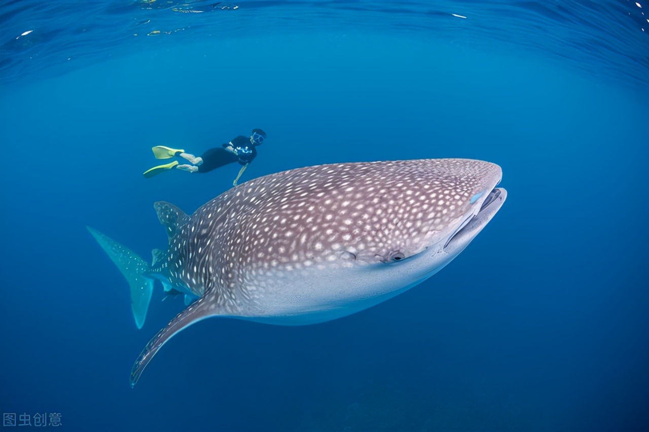 The five longest fish in the world, you may not find a fish longer than ...