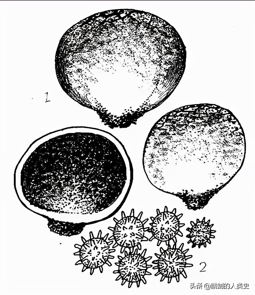 "The full range of earth creatures-from single cells to humans" Bolete ...