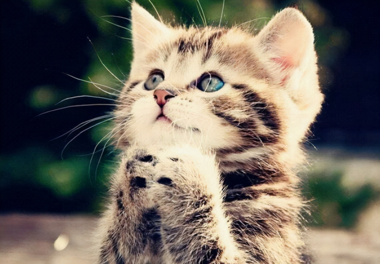 Why do male cats have to grow barbs to scratch females?What is the ...