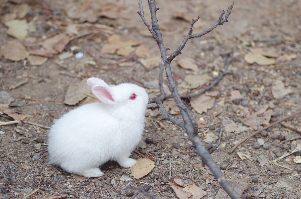 What's the matter with the tears of the rabbit - iNEWS