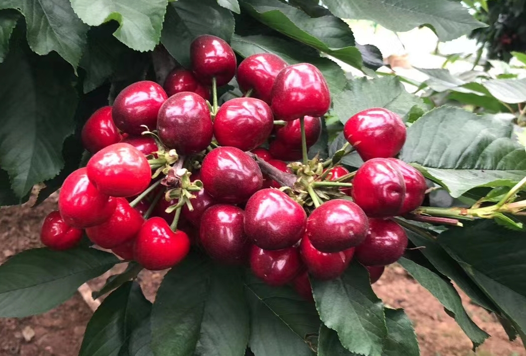 Cherries contain cyanide, cyanide is highly toxic, will I be poisoned ...