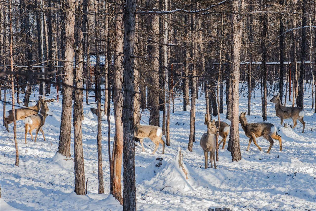 How silly is "Silly Roe Deer"? 3 big stupid performances make people ...