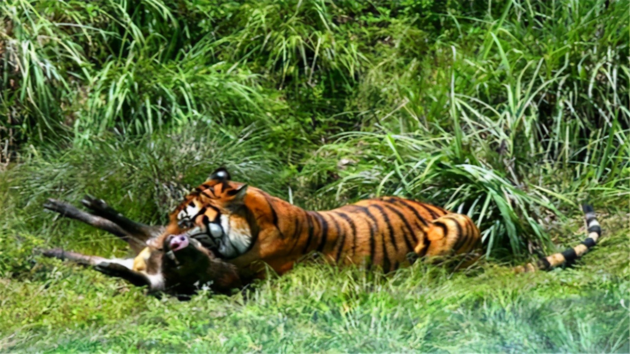 After the tiger threw the villager down, his arm was bitten off, and ...