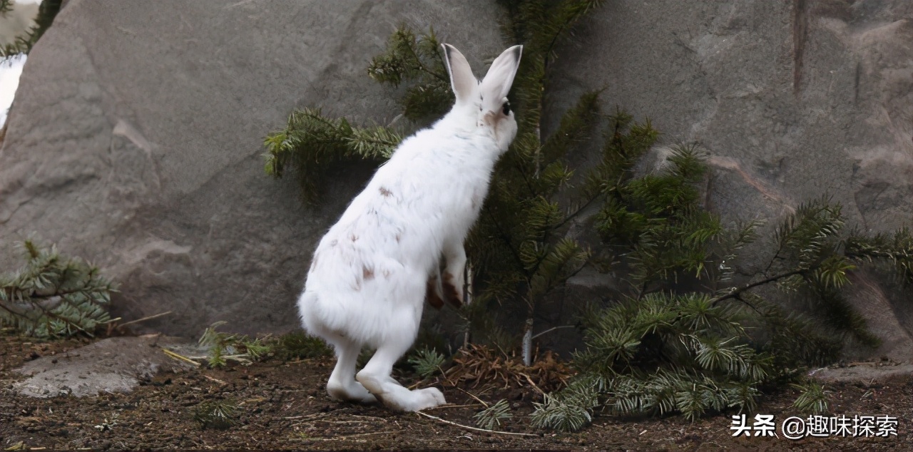Cows eat snakes in Australia! If you eat snakes, you will doubt your ...