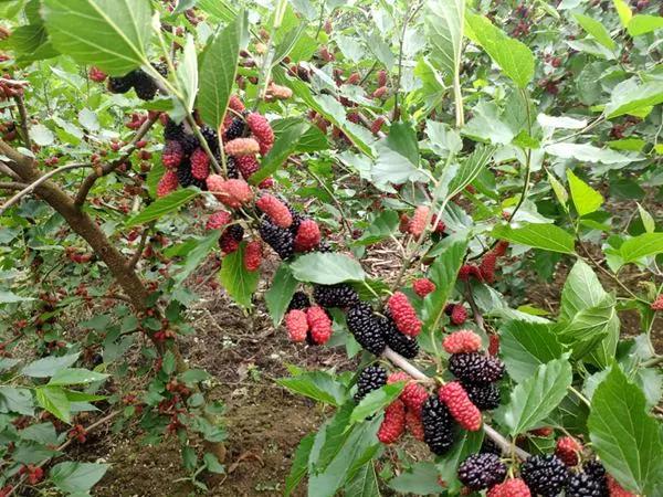 Choose a sunny day to start camping on the Yadian River by the Dongfeng ...