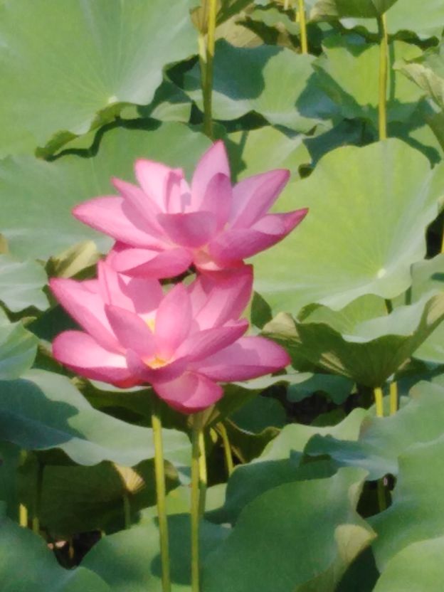 "Lotus Fu", "Ziwei Flower Praise", "July Pomegranate Fu" (three short ...