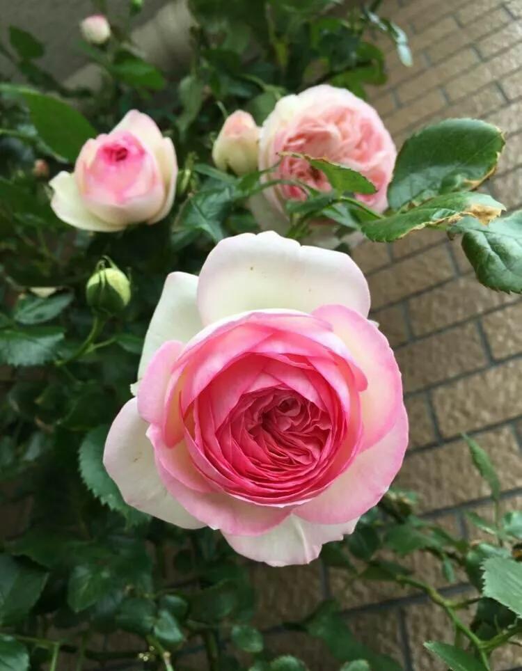 Display of 5 classic varieties of Chinese rose - iNEWS